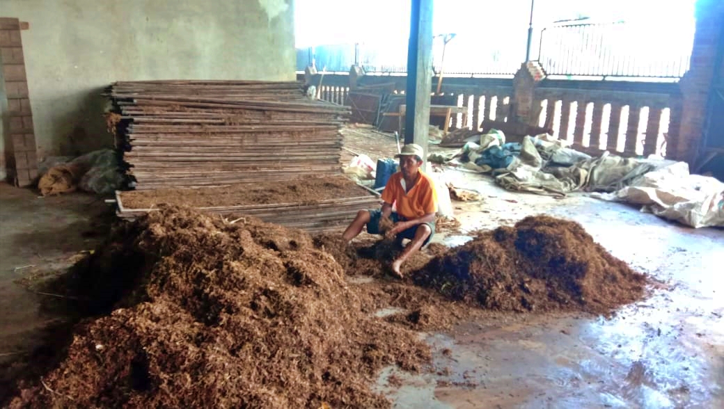 Teknik Pengendalian Hama Kutu Tembakau Pada Gudang Penyimpanan Tembakau ...